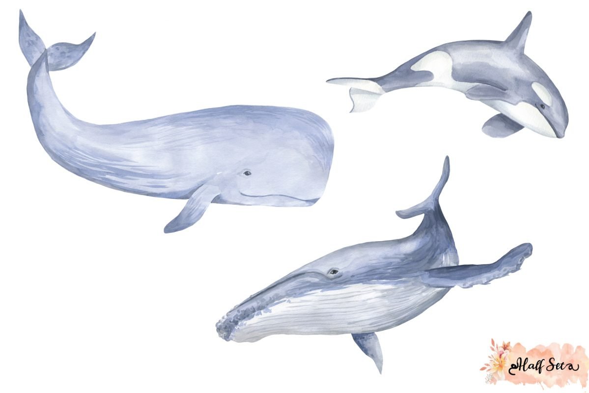 Watercolour Whale Decal Set - Removable Wallpapers, Wall Stickers ...